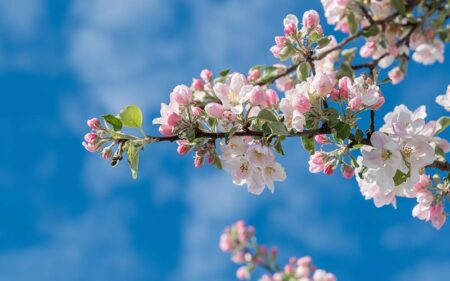 Free Spring Backgrounds & Free Floral Patterns | DealFuel